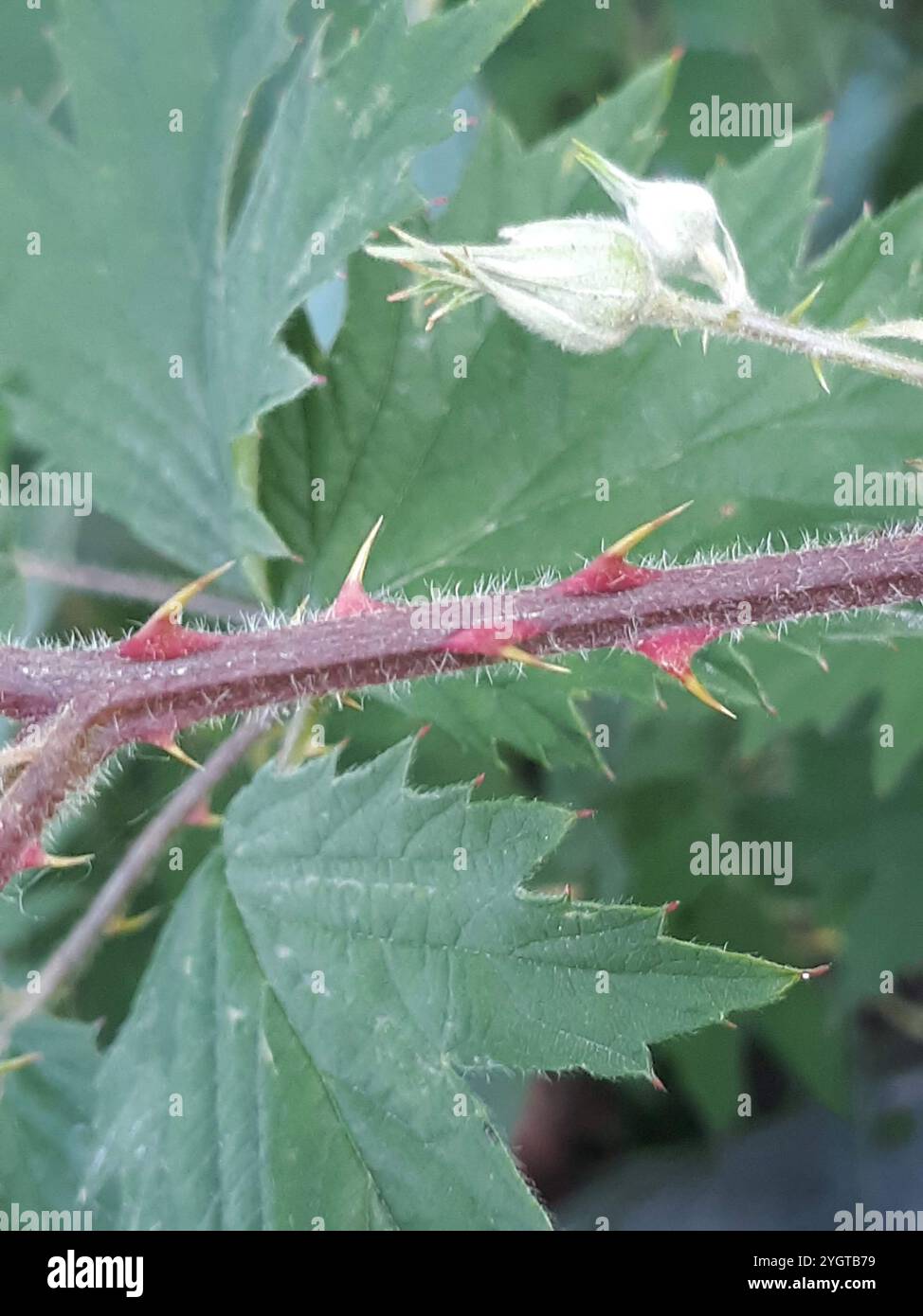 Rubus laciniatus hi-res stock photography and images - Alamy