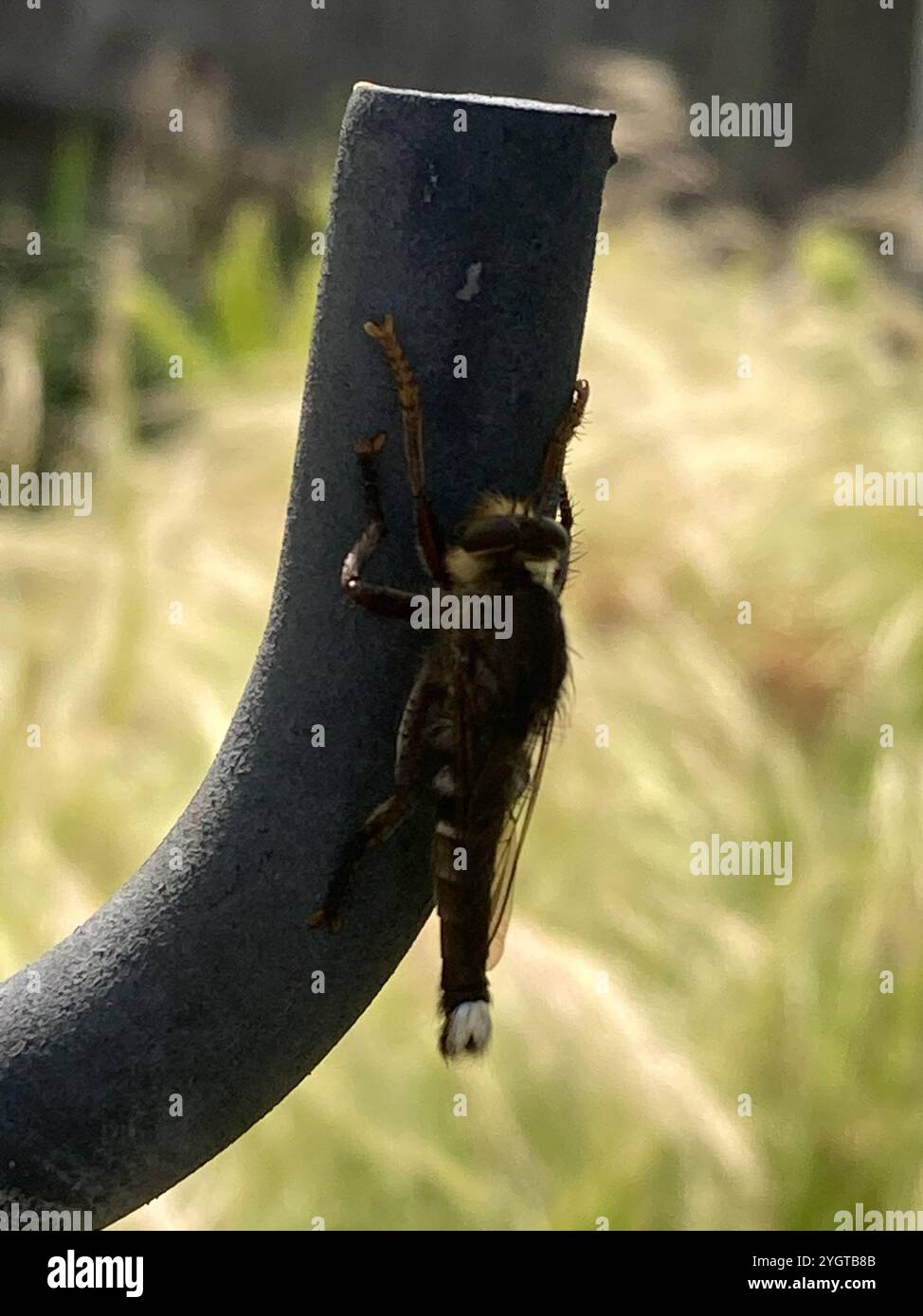 False Bee-Killer (Promachus bastardii Stock Photo - Alamy
