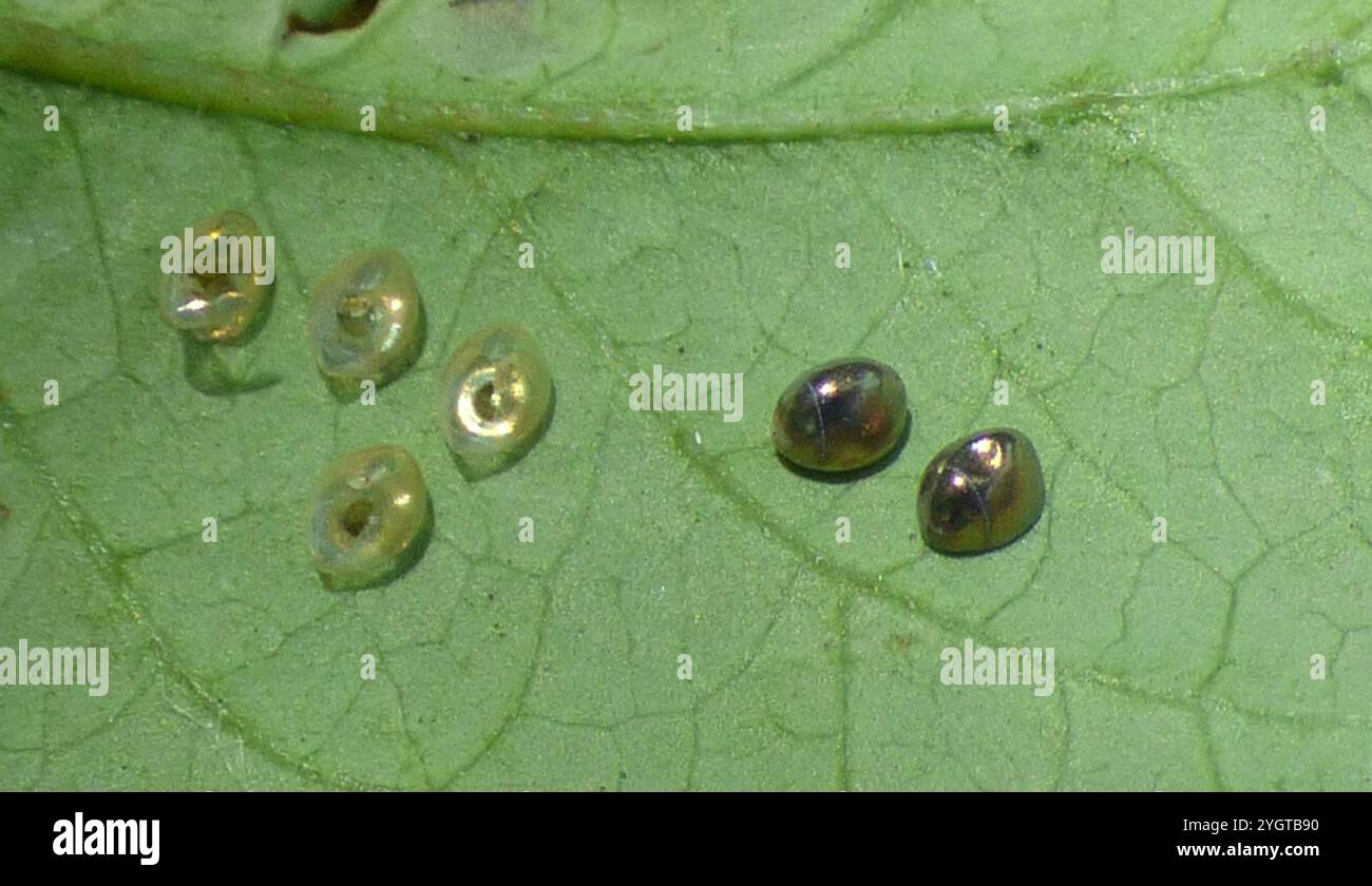 True Bugs, Hoppers, Aphids, and allies (Hemiptera Stock Photo - Alamy