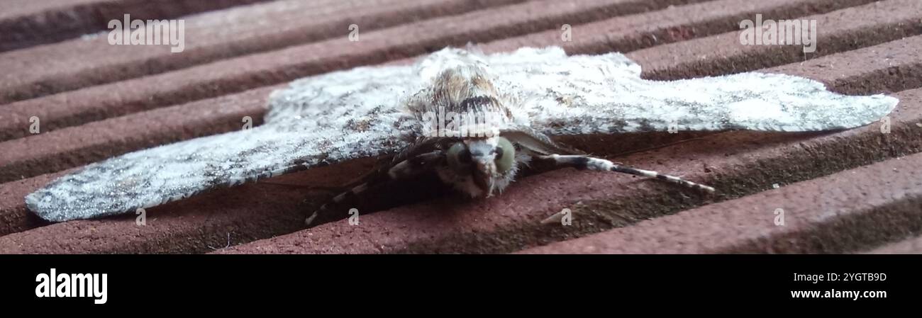 Ascotis hi-res stock photography and images - Alamy