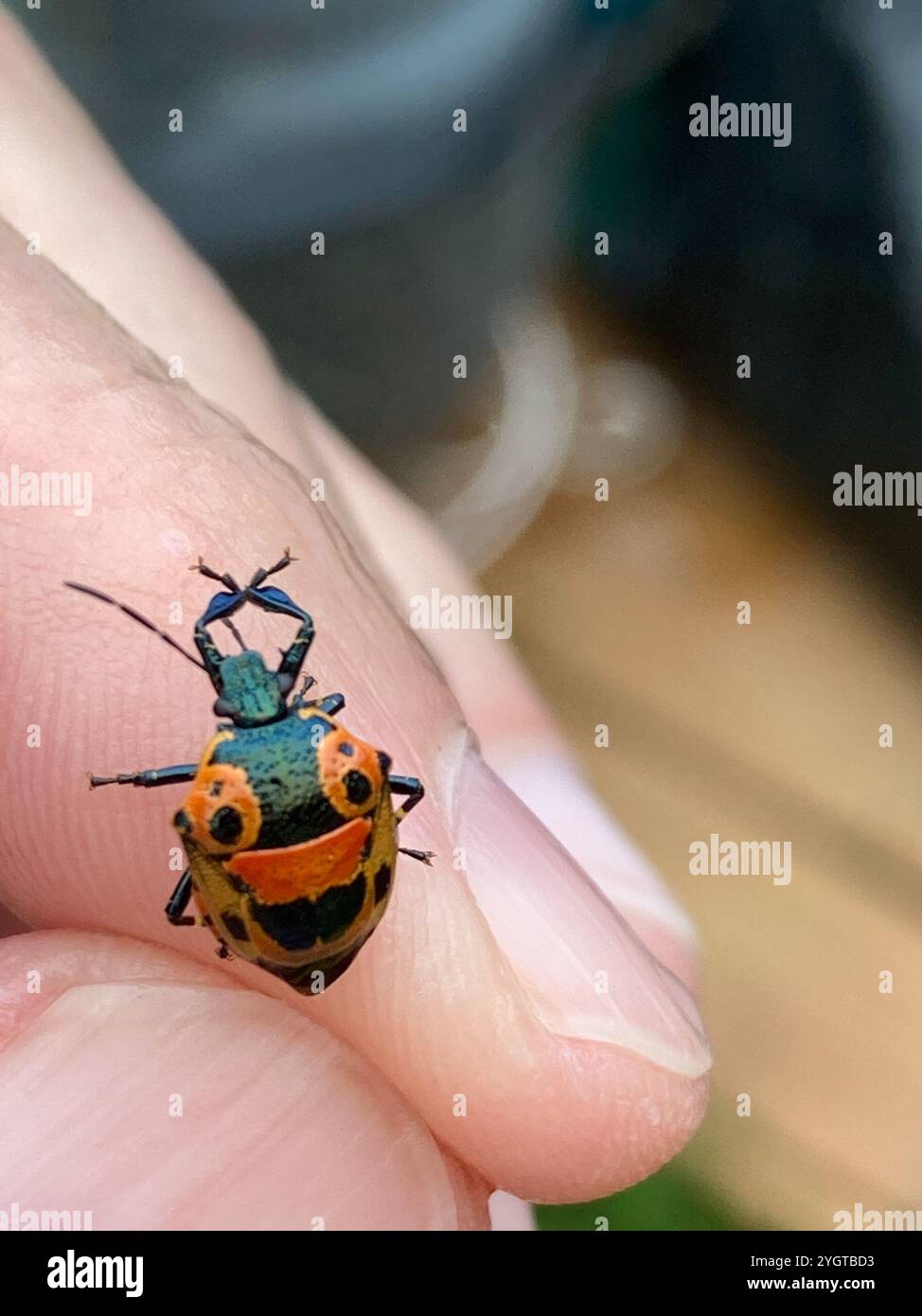 Anchor Stink Bug (Stiretrus anchorago Stock Photo - Alamy