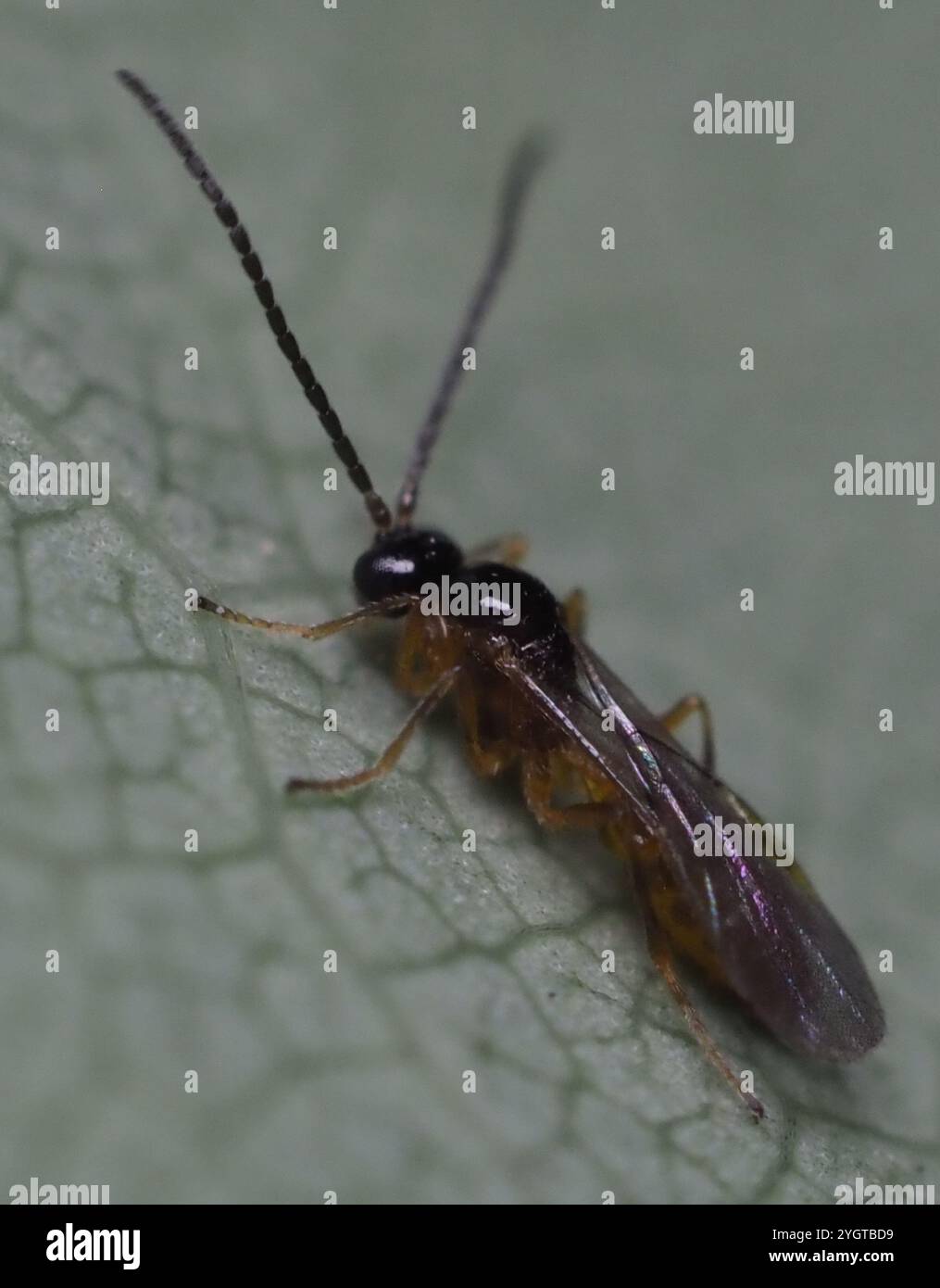 Aphid Mummy Wasps (Aphidiinae Stock Photo - Alamy