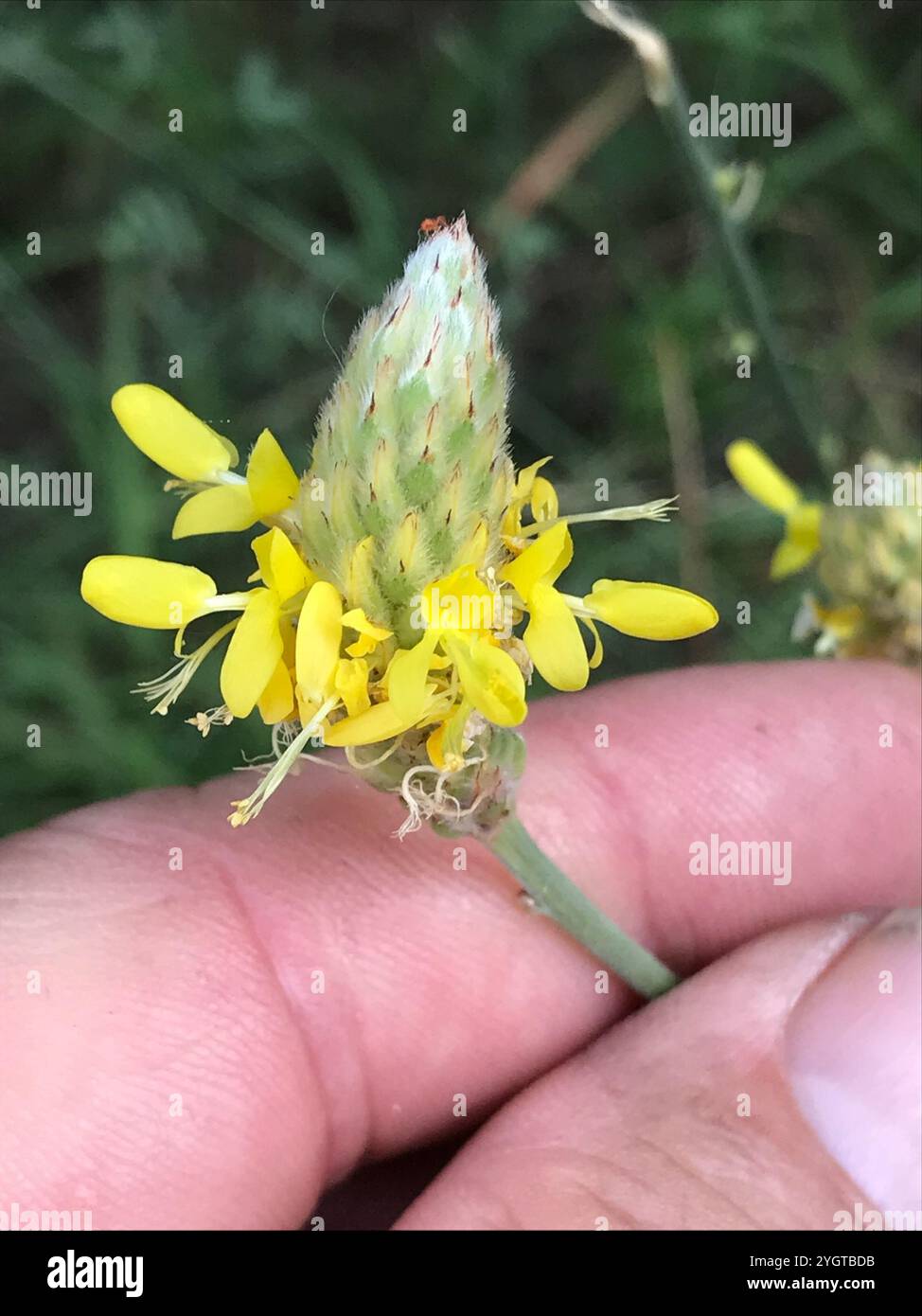 Golden Prairie Clover (Dalea aurea Stock Photo - Alamy