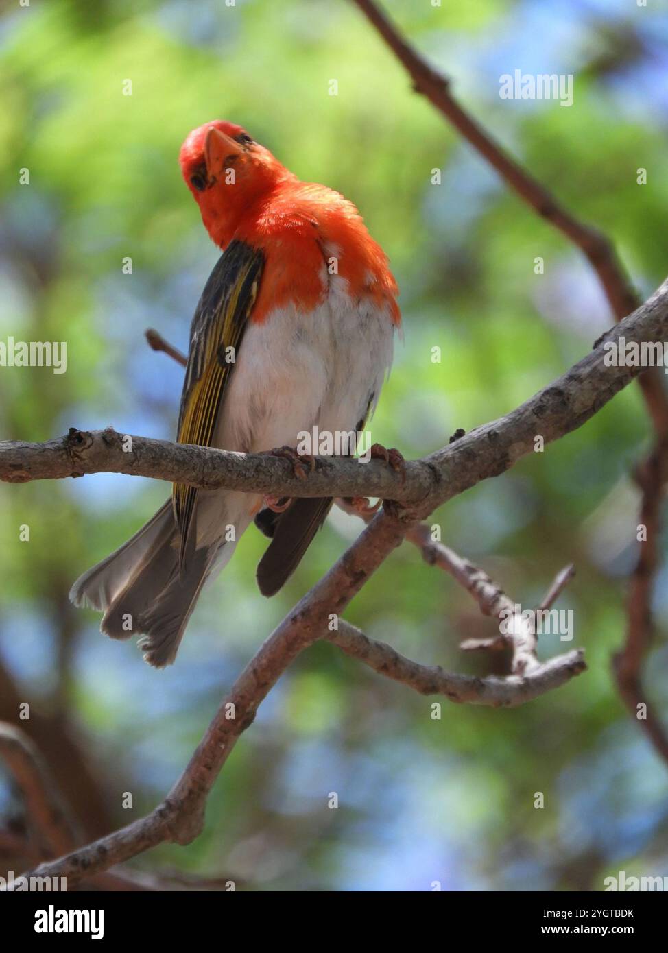 Southern Red-headed Weaver (Anaplectes rubriceps rubriceps Stock Photo ...