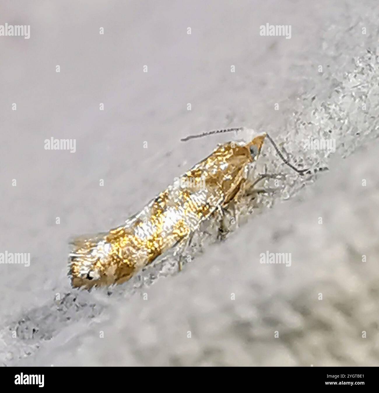 Cypress Tip Moth (Argyresthia cupressella Stock Photo - Alamy