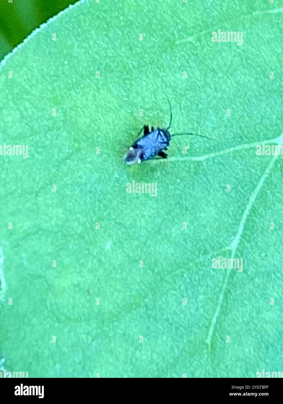 Garden Fleahopper (Microtechnites bractatus Stock Photo - Alamy