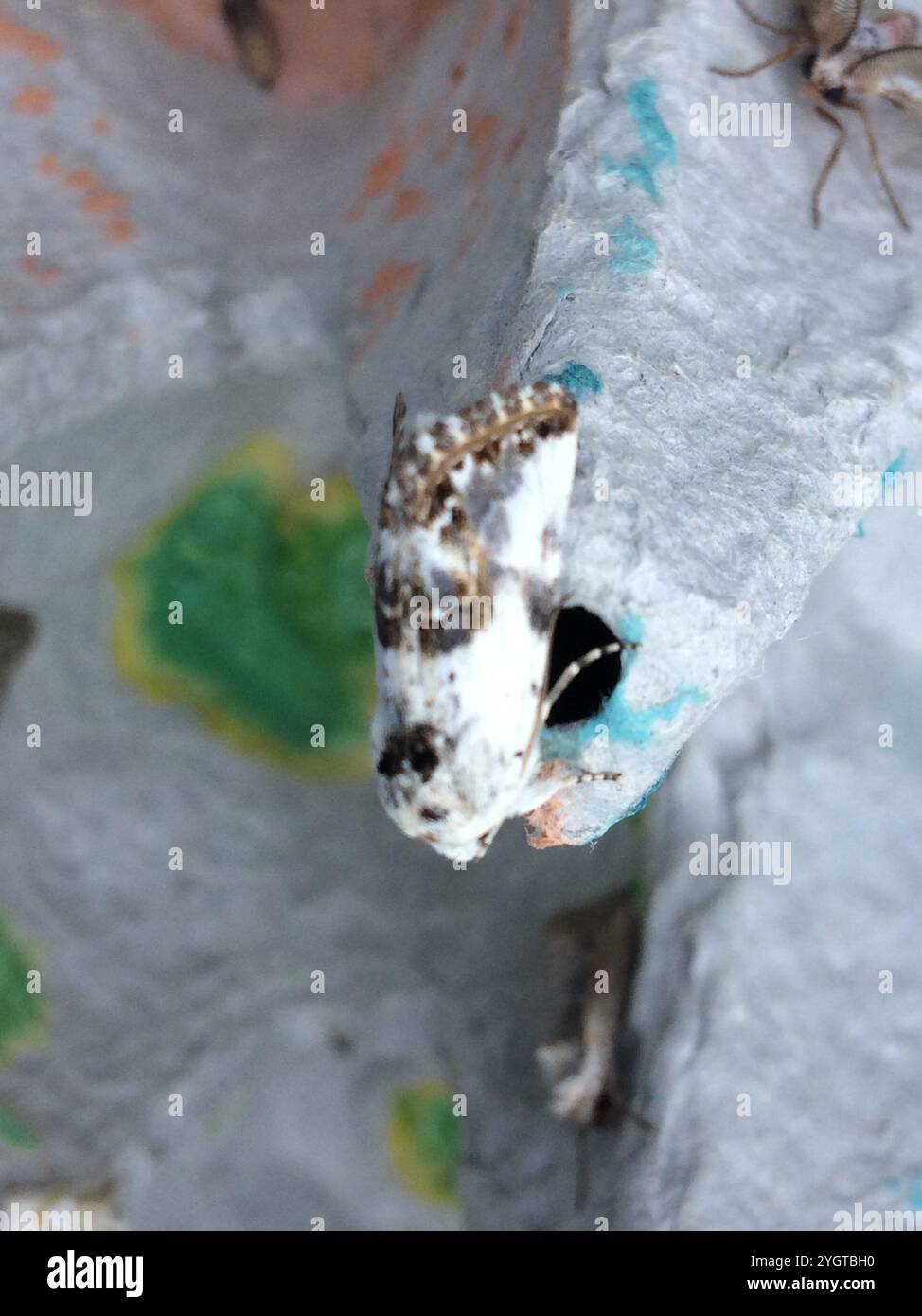 Opalina hi-res stock photography and images - Alamy