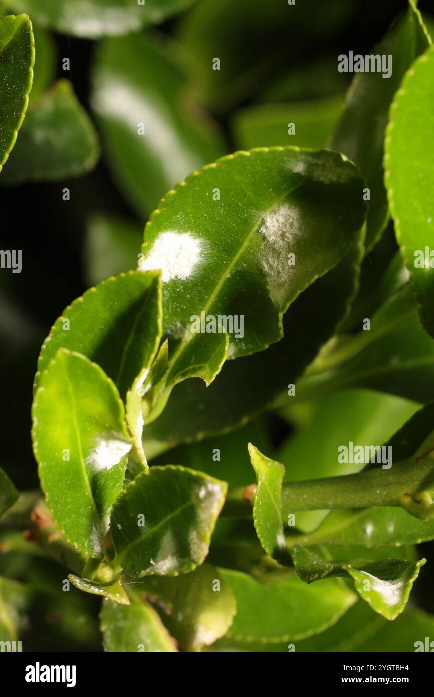 Japanese spindle tree (Euonymus japonicus Stock Photo - Alamy