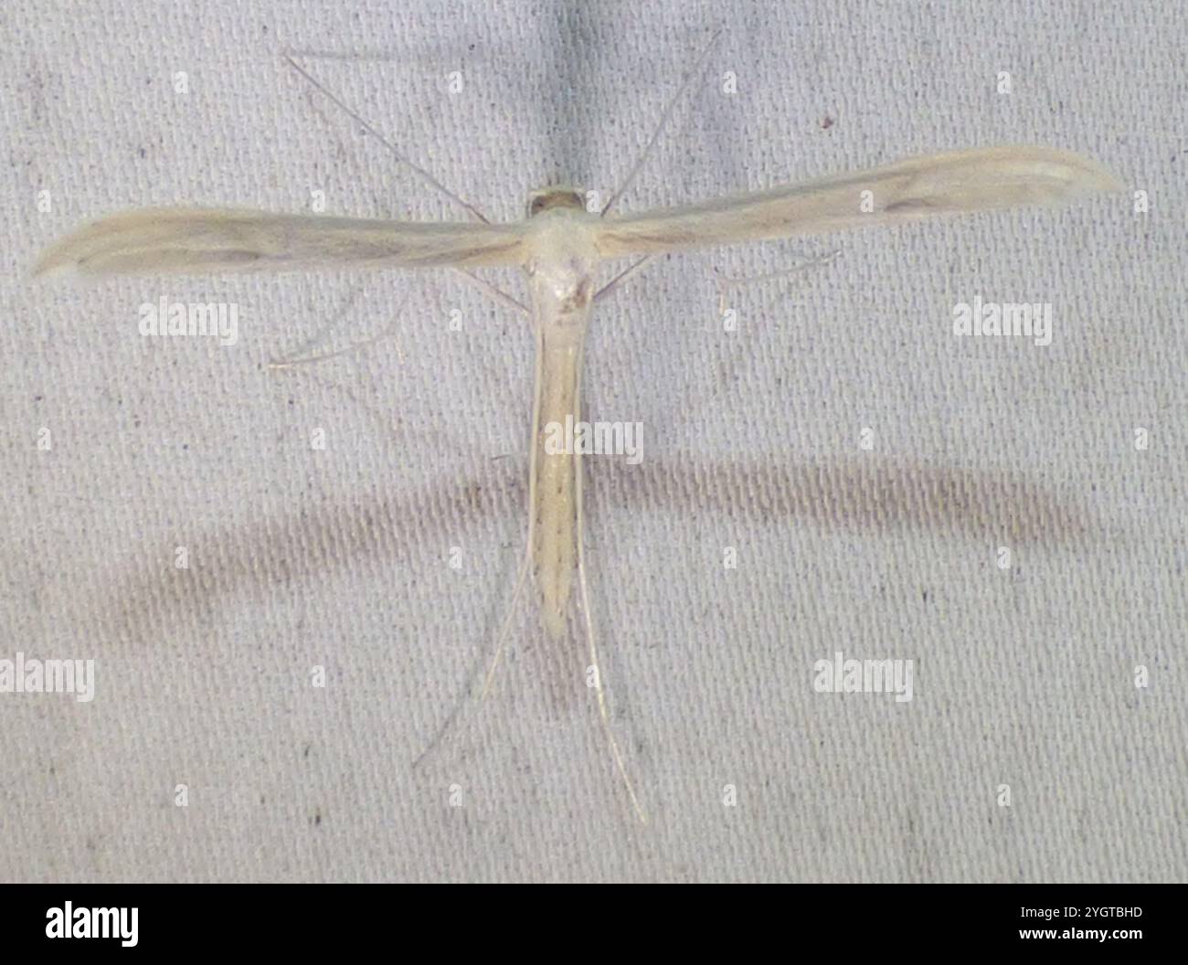 Hellinsia hi-res stock photography and images - Alamy