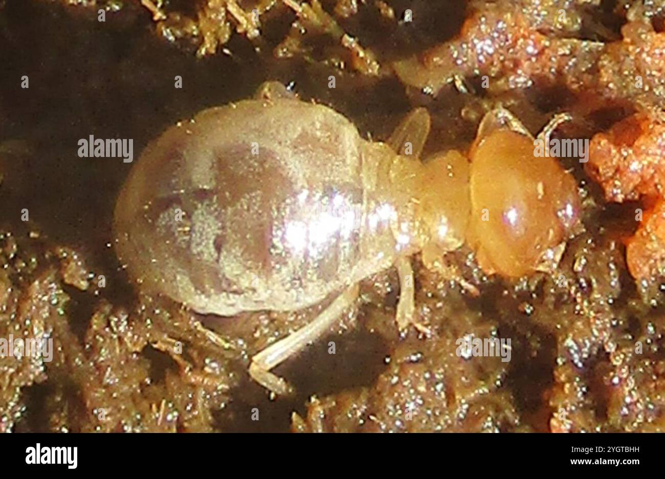 fungus-growing termites (Macrotermitinae Stock Photo - Alamy
