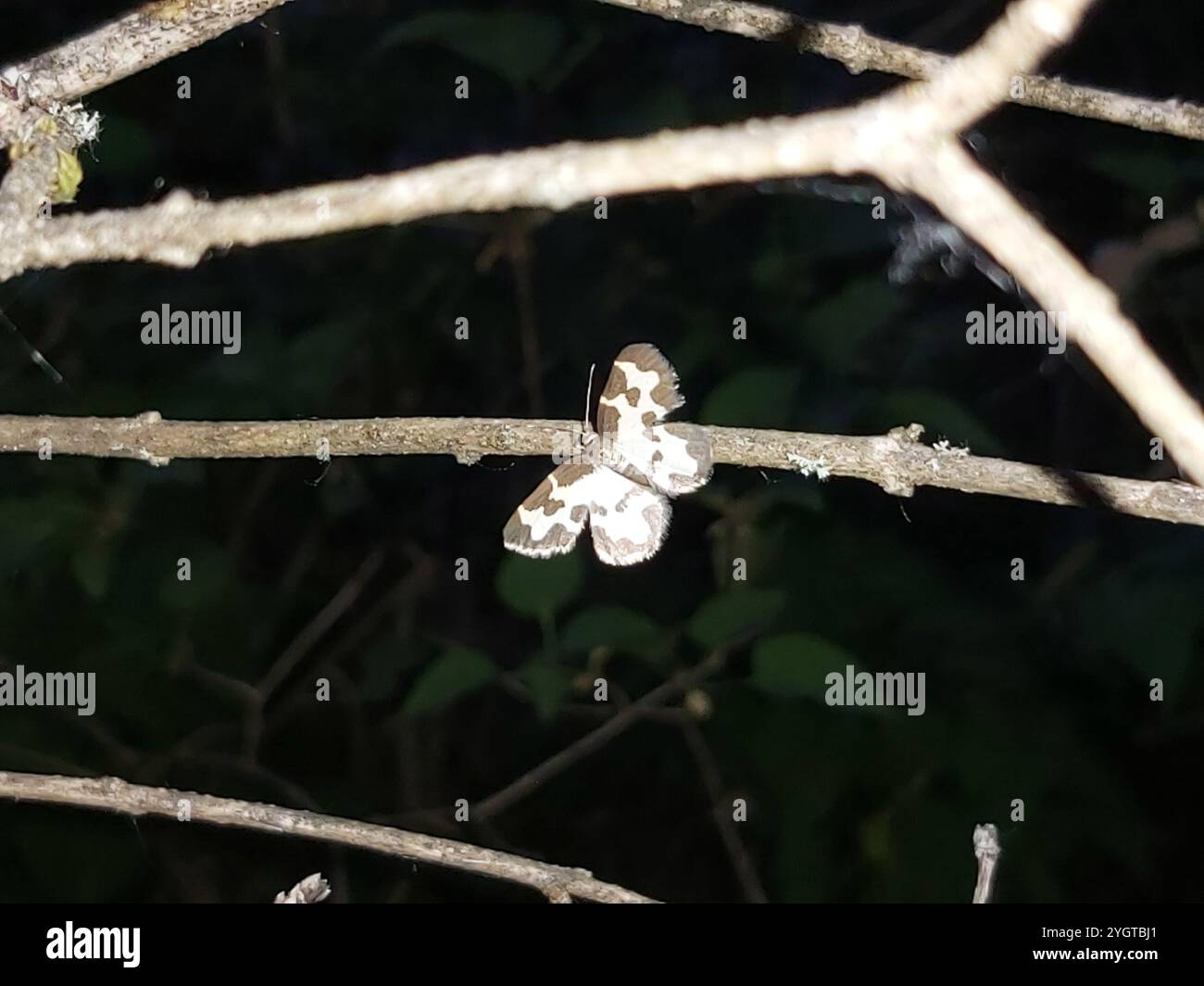 Clouded Border (Lomaspilis marginata Stock Photo - Alamy