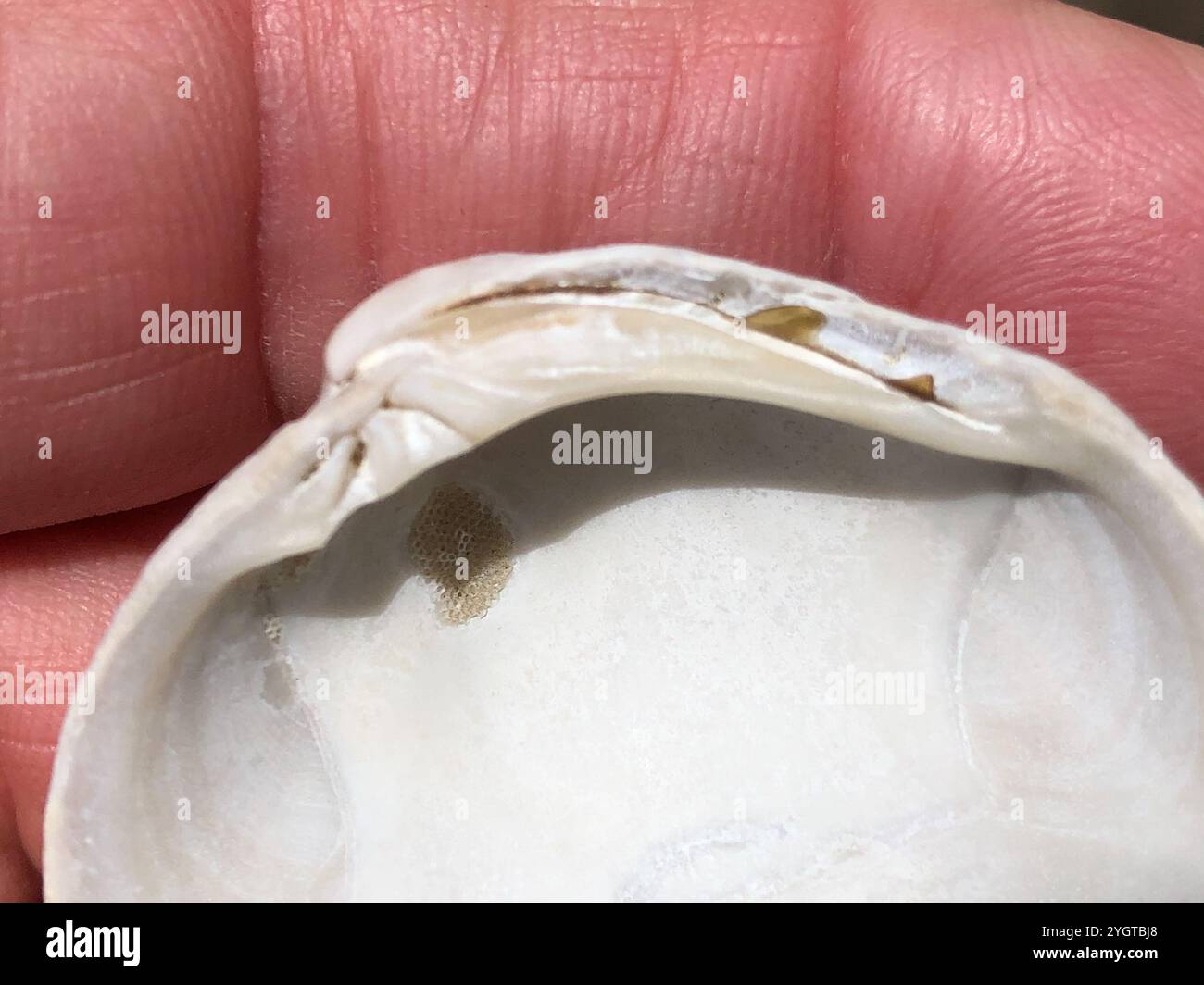 Pacific Littleneck Clam (Leukoma staminea Stock Photo - Alamy