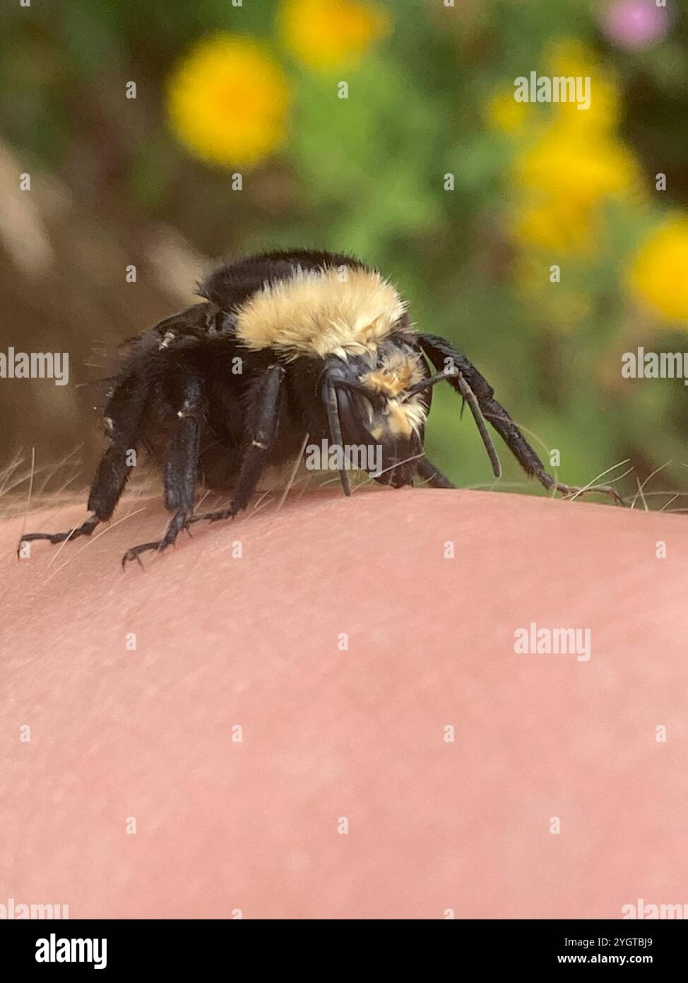 Yellow-faced Bumble Bee (Bombus vosnesenskii Stock Photo - Alamy