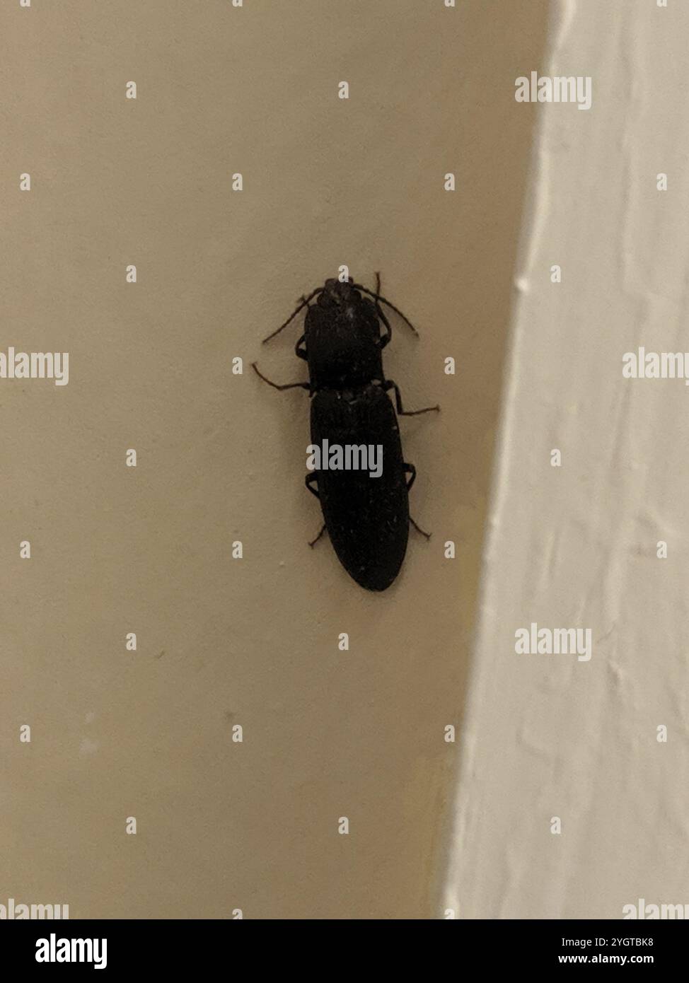 Click Beetles (Elateridae Stock Photo - Alamy