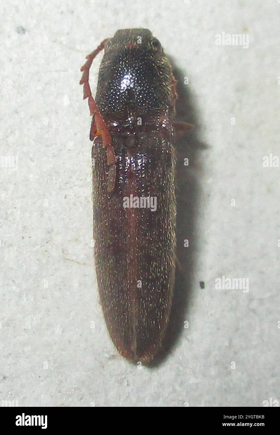 Click Beetles (Elateridae Stock Photo - Alamy