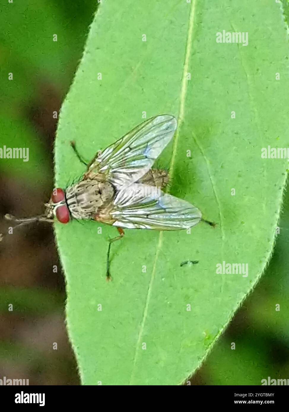 House Flies and Allies (Muscidae Stock Photo - Alamy