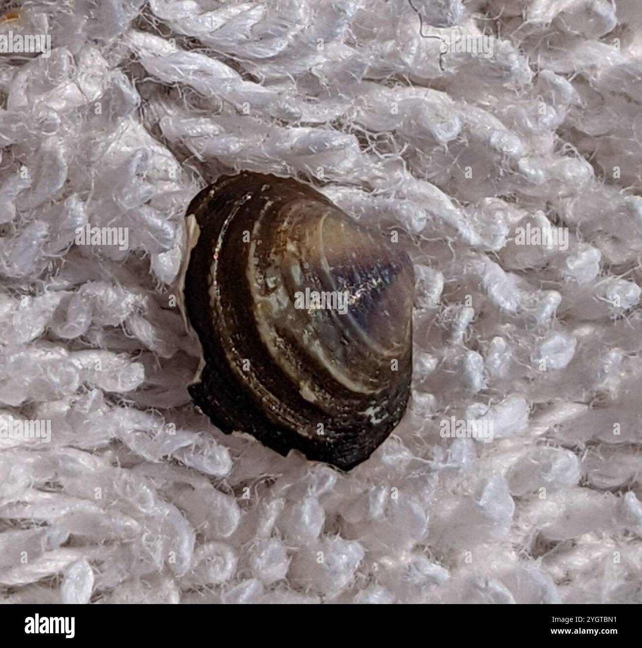 Asian Clam (Corbicula fluminea Stock Photo - Alamy