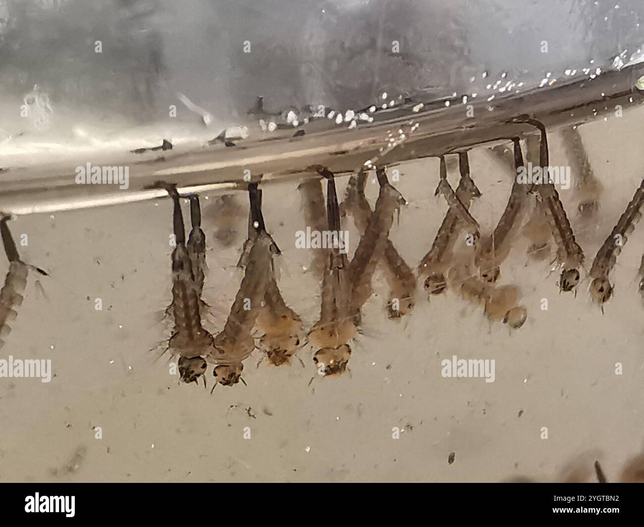 Culicine mosquitoes hi-res stock photography and images - Alamy