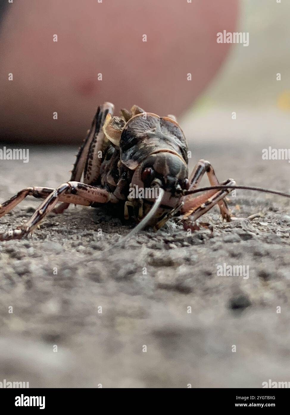 Great Grig (Cyphoderris monstrosa Stock Photo - Alamy