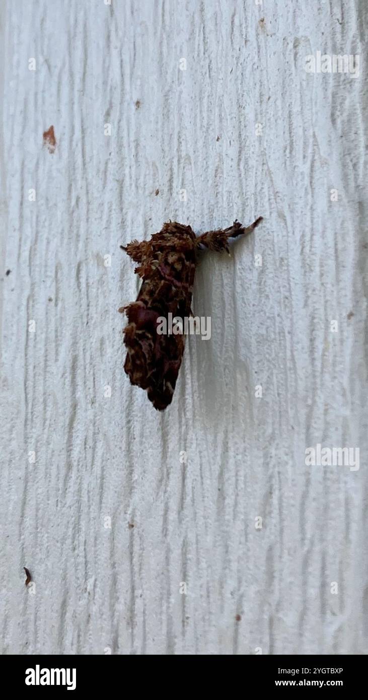 Pink-shaded Fern Moth (Callopistria mollissima Stock Photo - Alamy