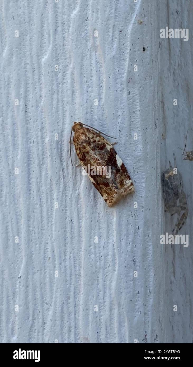 Fruit-tree Leafroller Moth (Archips argyrospila Stock Photo - Alamy