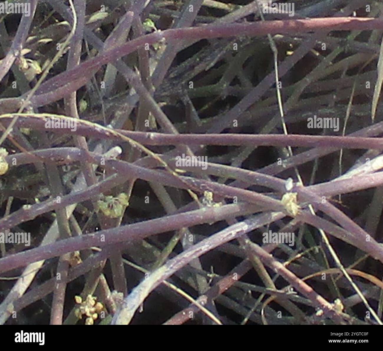 Caustic Vine (Cynanchum viminale Stock Photo - Alamy