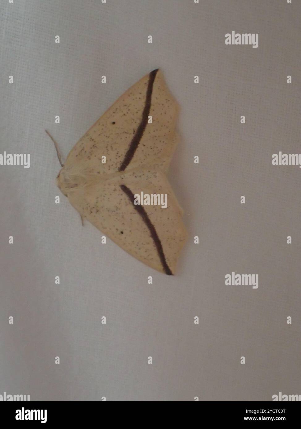 Yellow Slant-line (Tetracis crocallata Stock Photo - Alamy