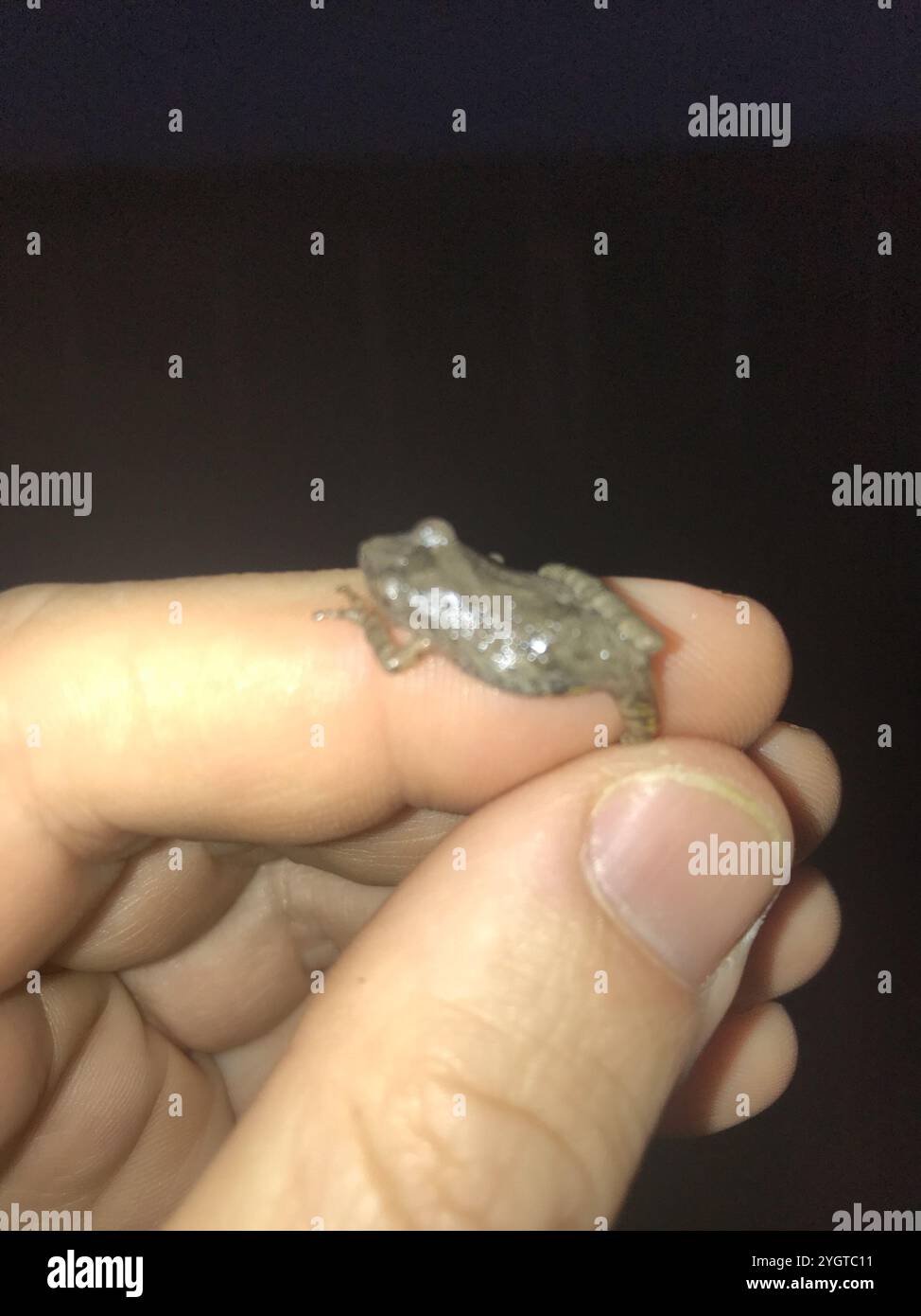 Argentine Snouted Tree Frog (Scinax granulatus Stock Photo - Alamy