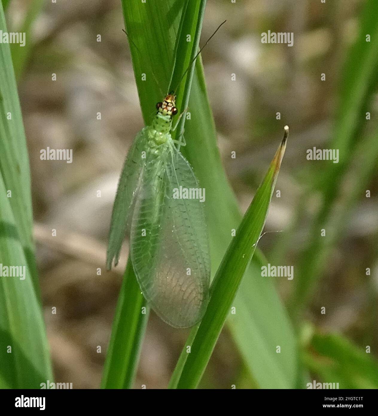 Black-horned Green Lacewing (Chrysopa nigricornis Stock Photo - Alamy