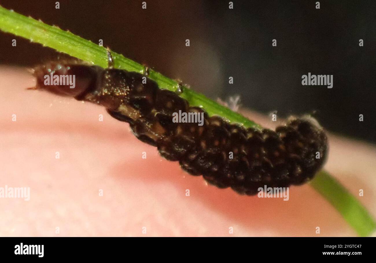 Soldier Beetles (Cantharidae Stock Photo - Alamy