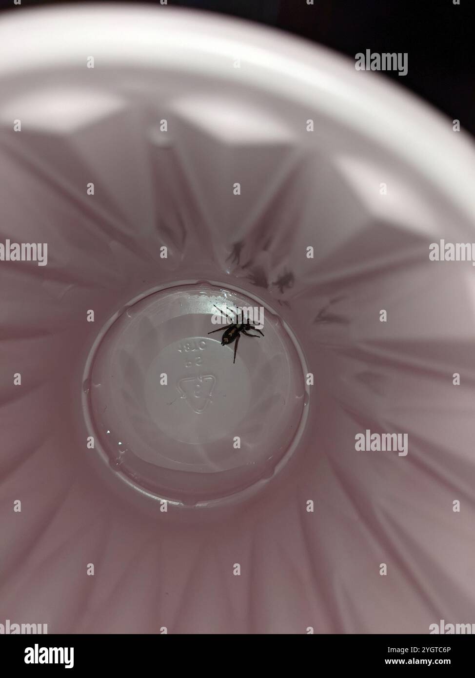 Eastern Parson Spider (Herpyllus ecclesiasticus Stock Photo - Alamy