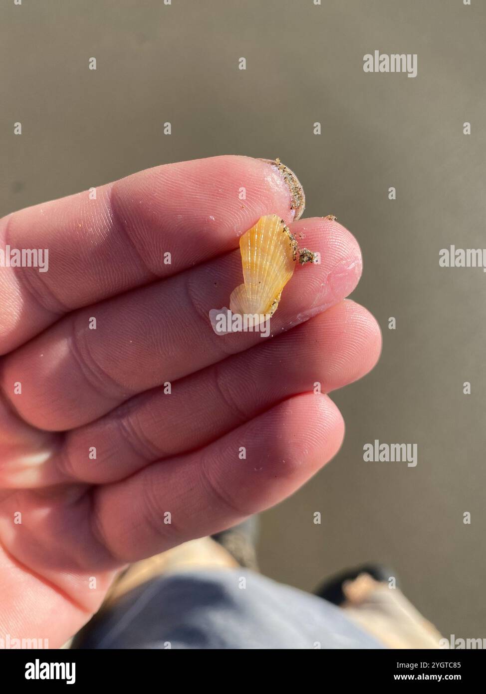 Giant Rock Scallop (Crassadoma gigantea Stock Photo - Alamy
