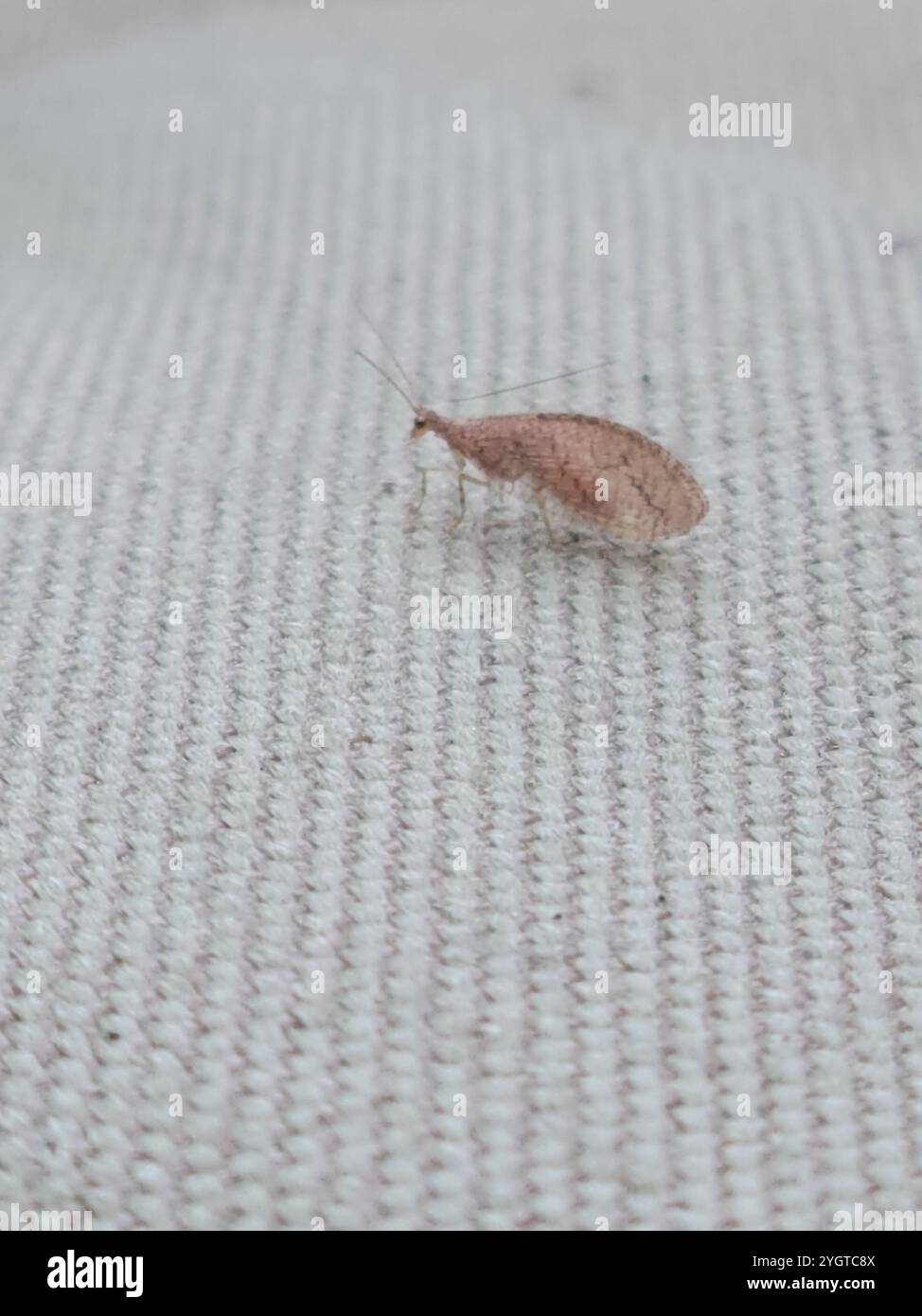 Micromus hi-res stock photography and images - Alamy