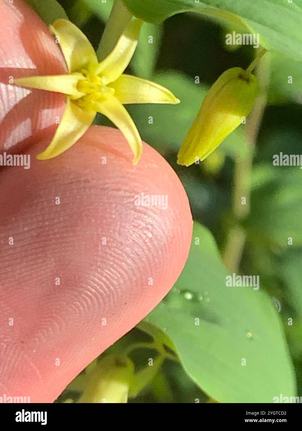 white twisted-stalk (Streptopus amplexifolius Stock Photo - Alamy
