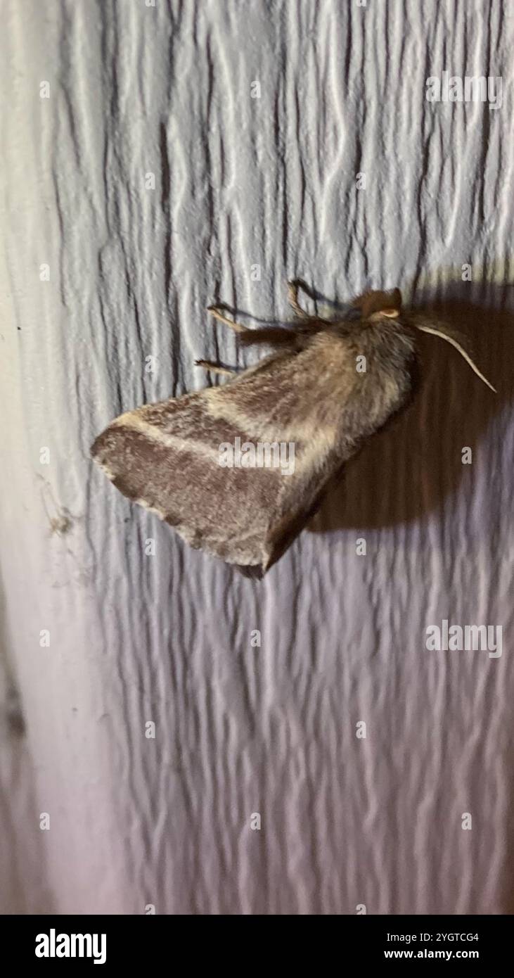 Eastern Tent Caterpillar Moth (Malacosoma americana Stock Photo - Alamy