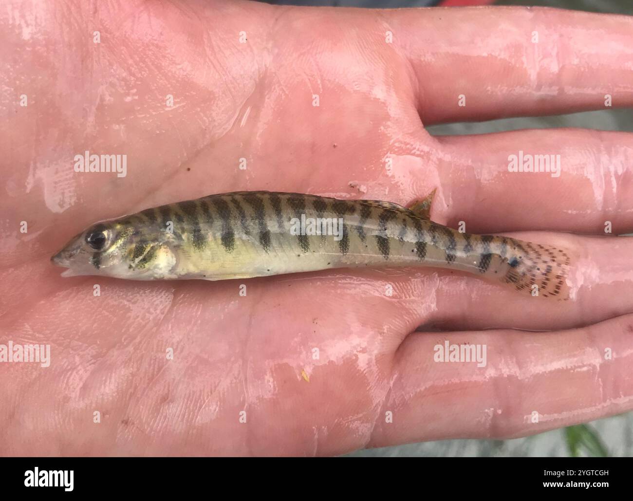 Logperch hi-res stock photography and images - Alamy