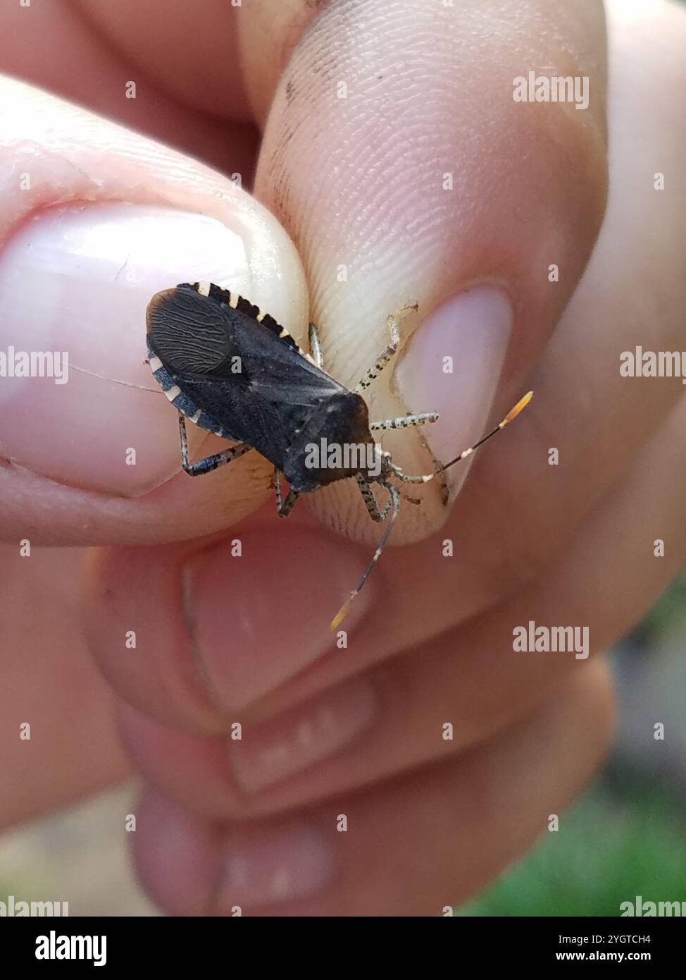 Horned Squash Bug (Anasa armigera Stock Photo - Alamy