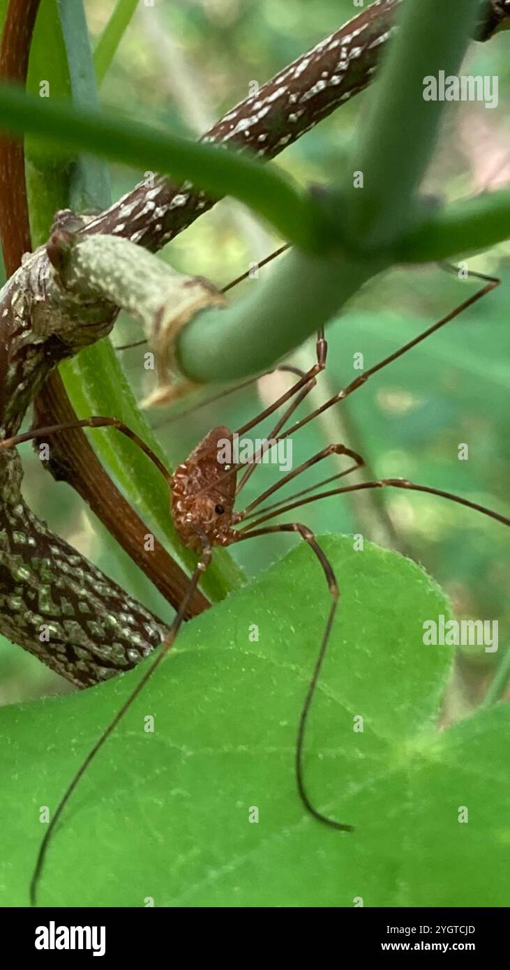 Eastern Harvestman (Leiobunum vittatum Stock Photo - Alamy