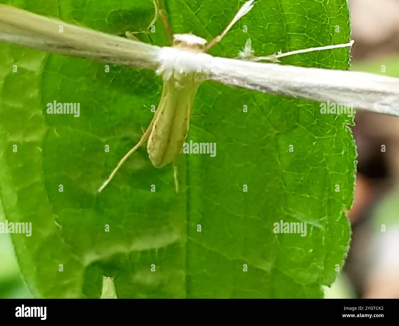 Hellinsia hi-res stock photography and images - Alamy