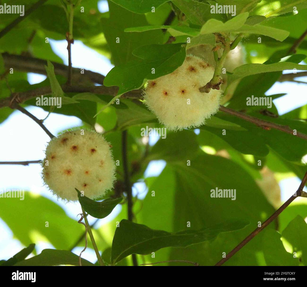 Sower gall hi-res stock photography and images - Alamy