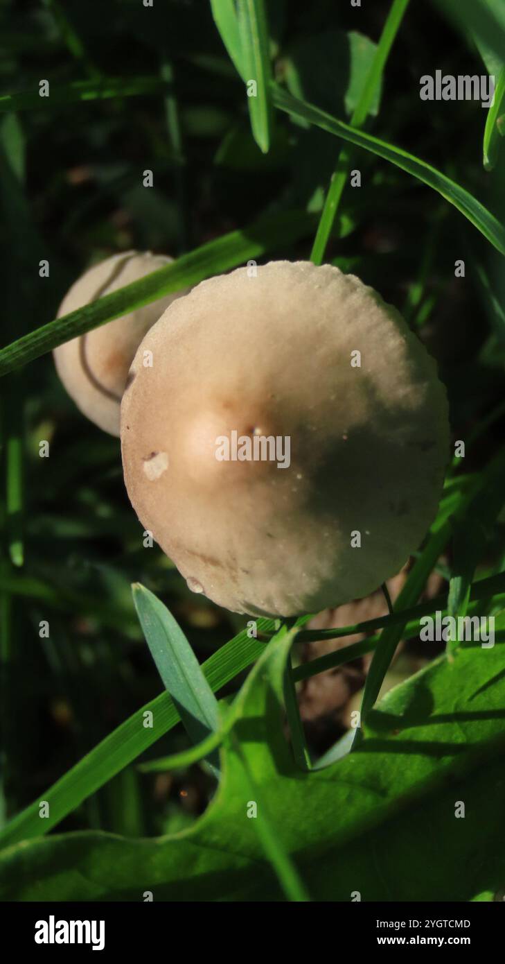 Mower's Mushroom (Panaeolus foenisecii Stock Photo - Alamy