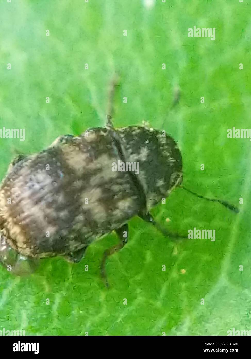 Fungus Weevils (Anthribidae Stock Photo - Alamy