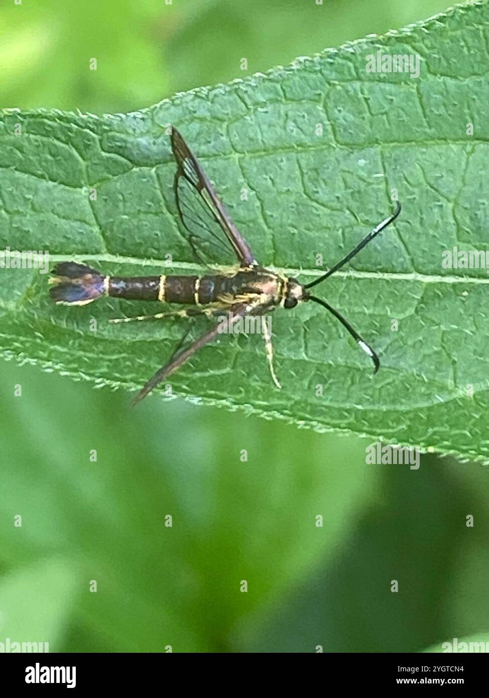 Ironweed Clearwing Moth (Carmenta bassiformis Stock Photo - Alamy