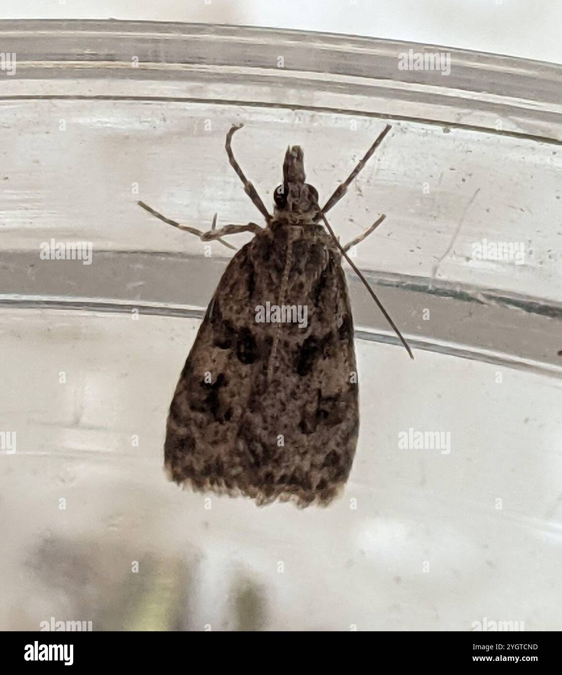 Double-striped Scoparia Moth (Scoparia biplagialis Stock Photo - Alamy