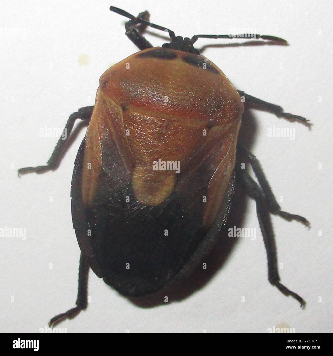 Coridius hi-res stock photography and images - Alamy