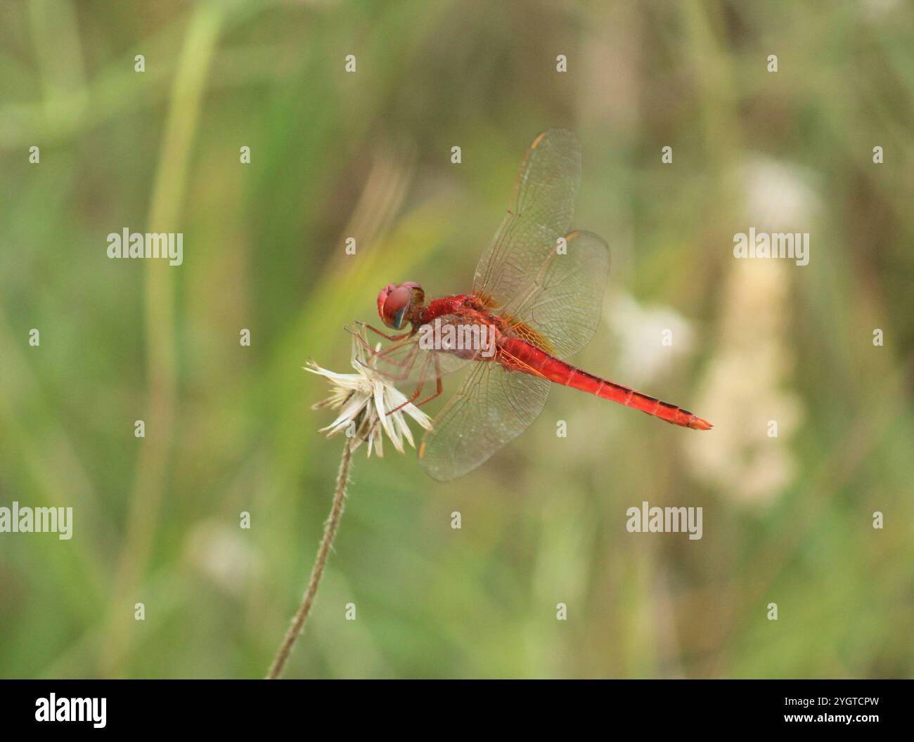 Scarlet Skimmer (Crocothemis servilia Stock Photo - Alamy