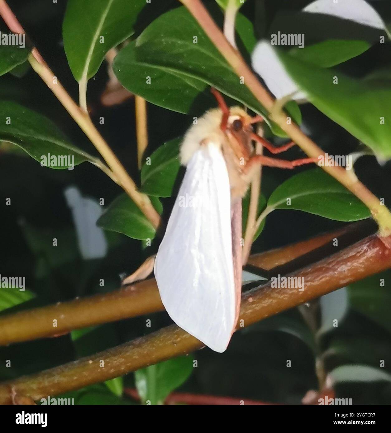 Hepialus humuli hi-res stock photography and images - Alamy