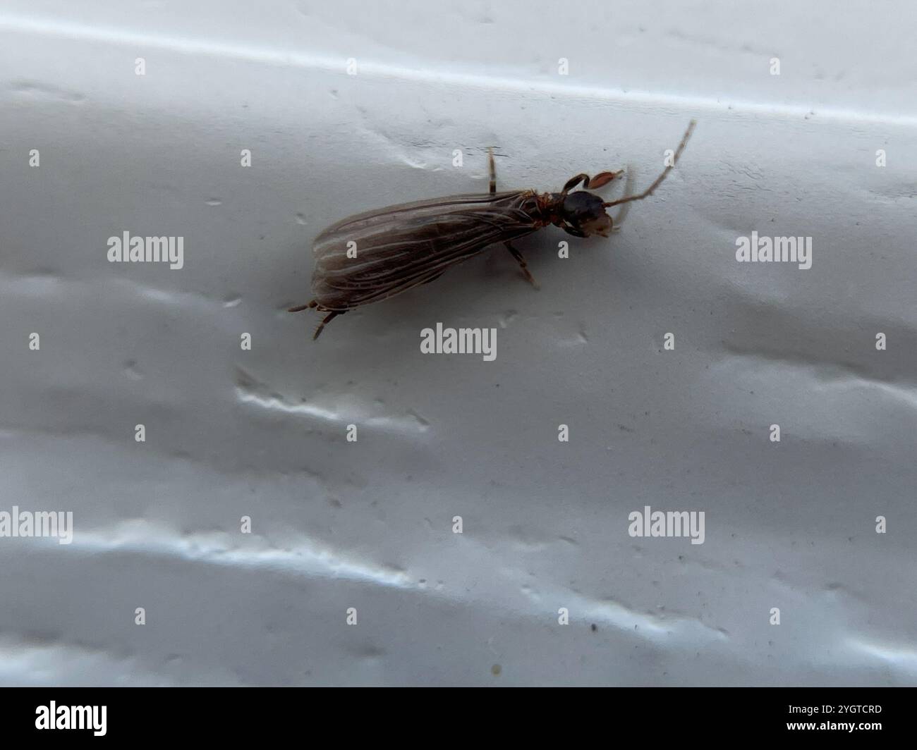 Webspinners hi-res stock photography and images - Alamy