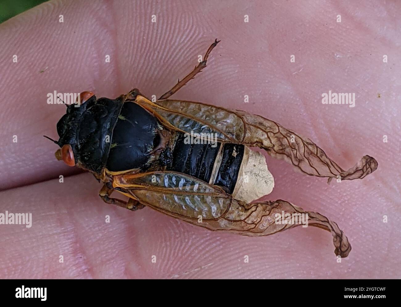 Flying saltshaker fungus (Massospora cicadina Stock Photo - Alamy