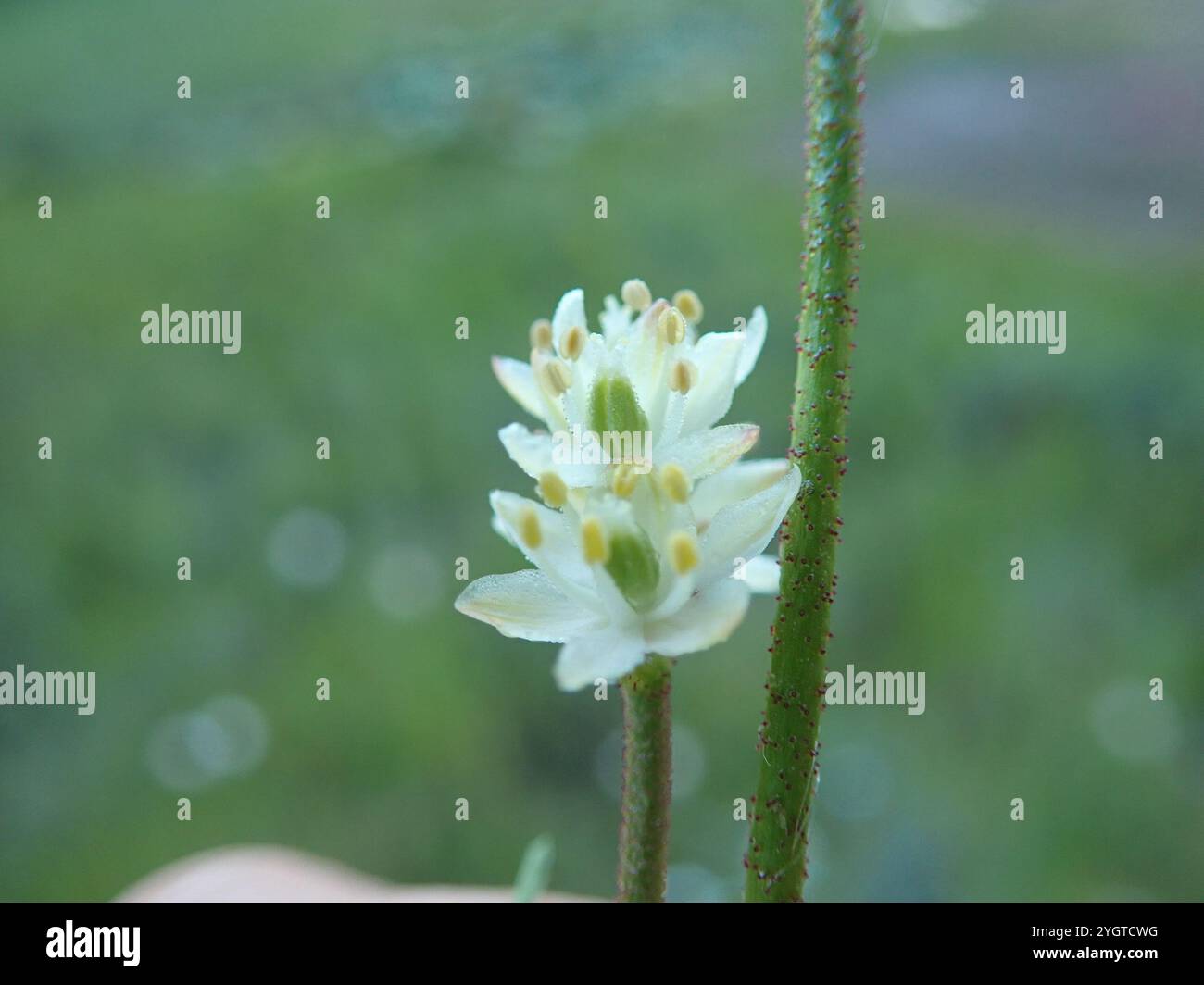 Sticky False Asphodel (Triantha glutinosa Stock Photo - Alamy